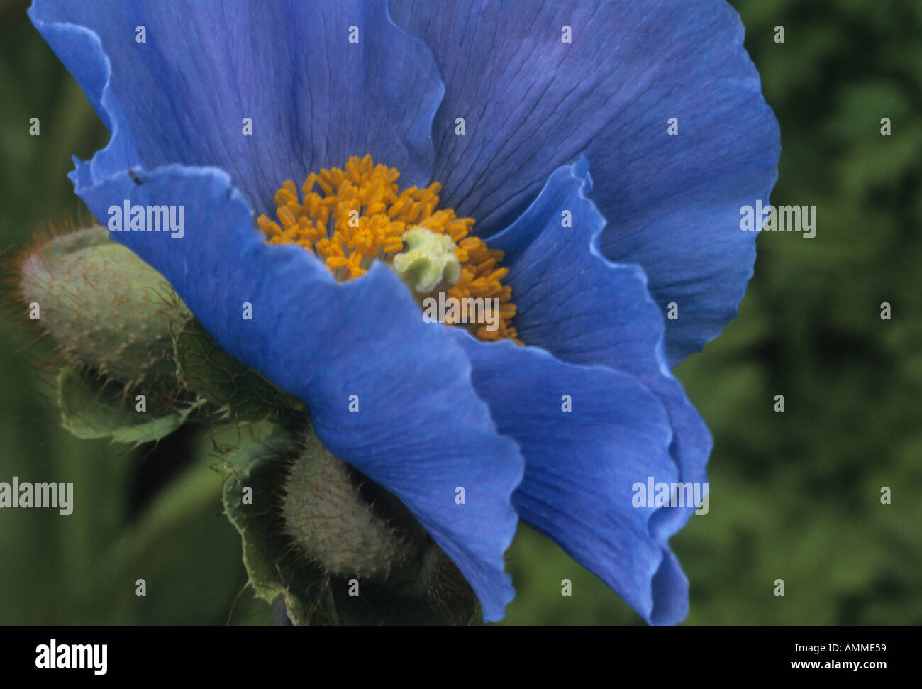 Blue poppy rare himalayan flower hi-res stock photography and images ...