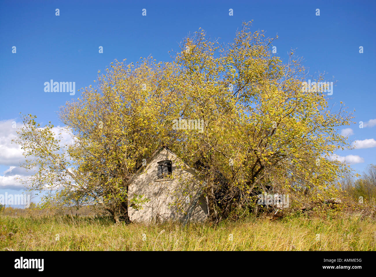 Dilapidated old farm house in a field during autumn time near Port ...