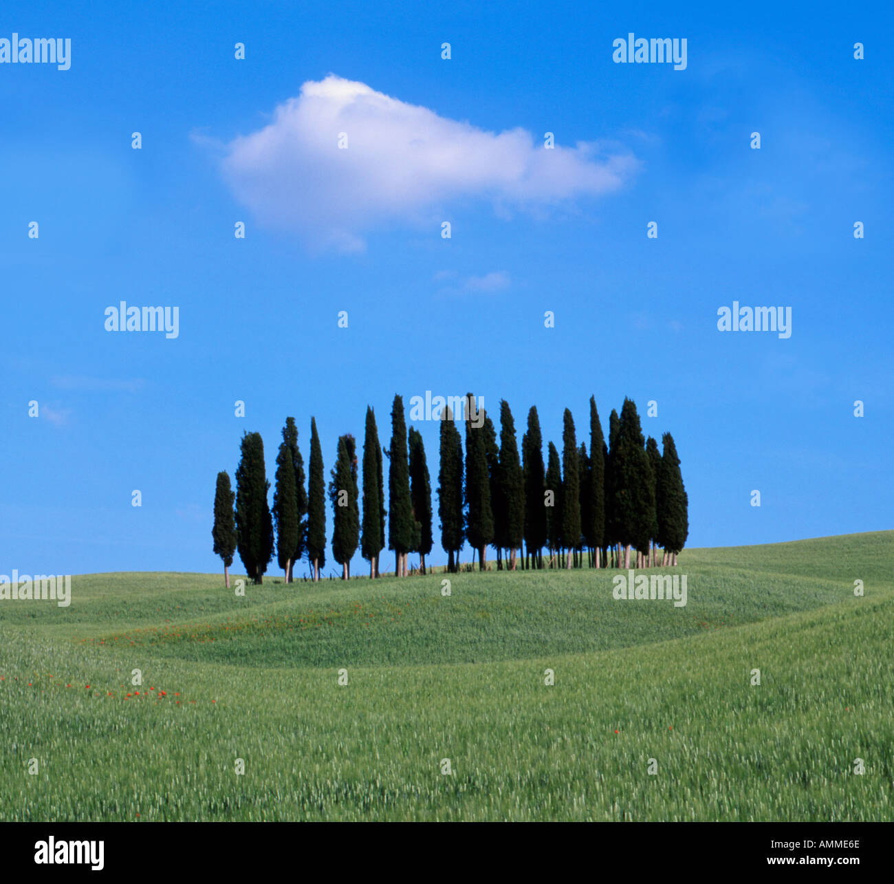 A group of Cypress trees in a corn field near San Quirico d Orca ...