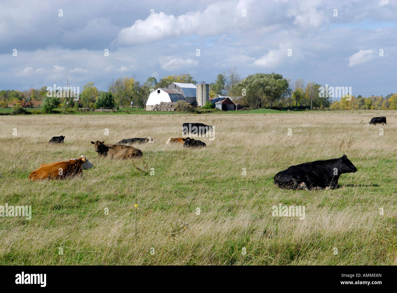 Wisconsin milking cows laying in a field near Madison Wisconsin Stock ...