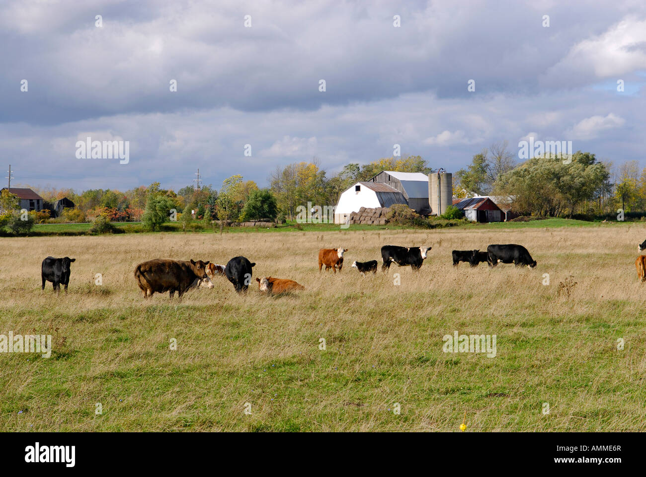 Wisconsin milking cows laying in a field near Madison Wisconsin Stock ...