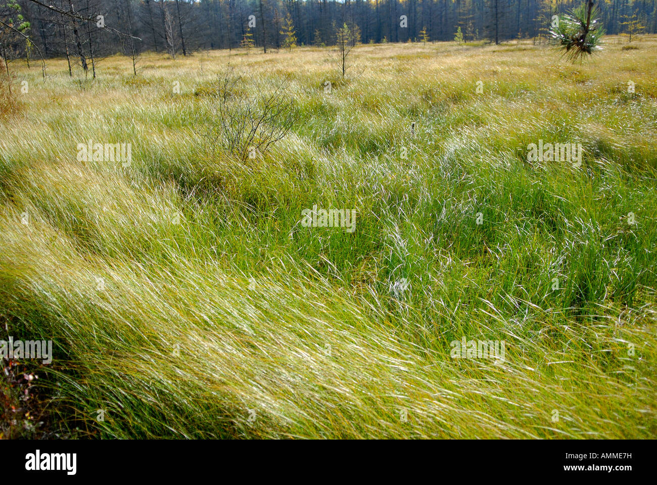 Natural grass field in a swampy bog in Manistee National Forest near ...