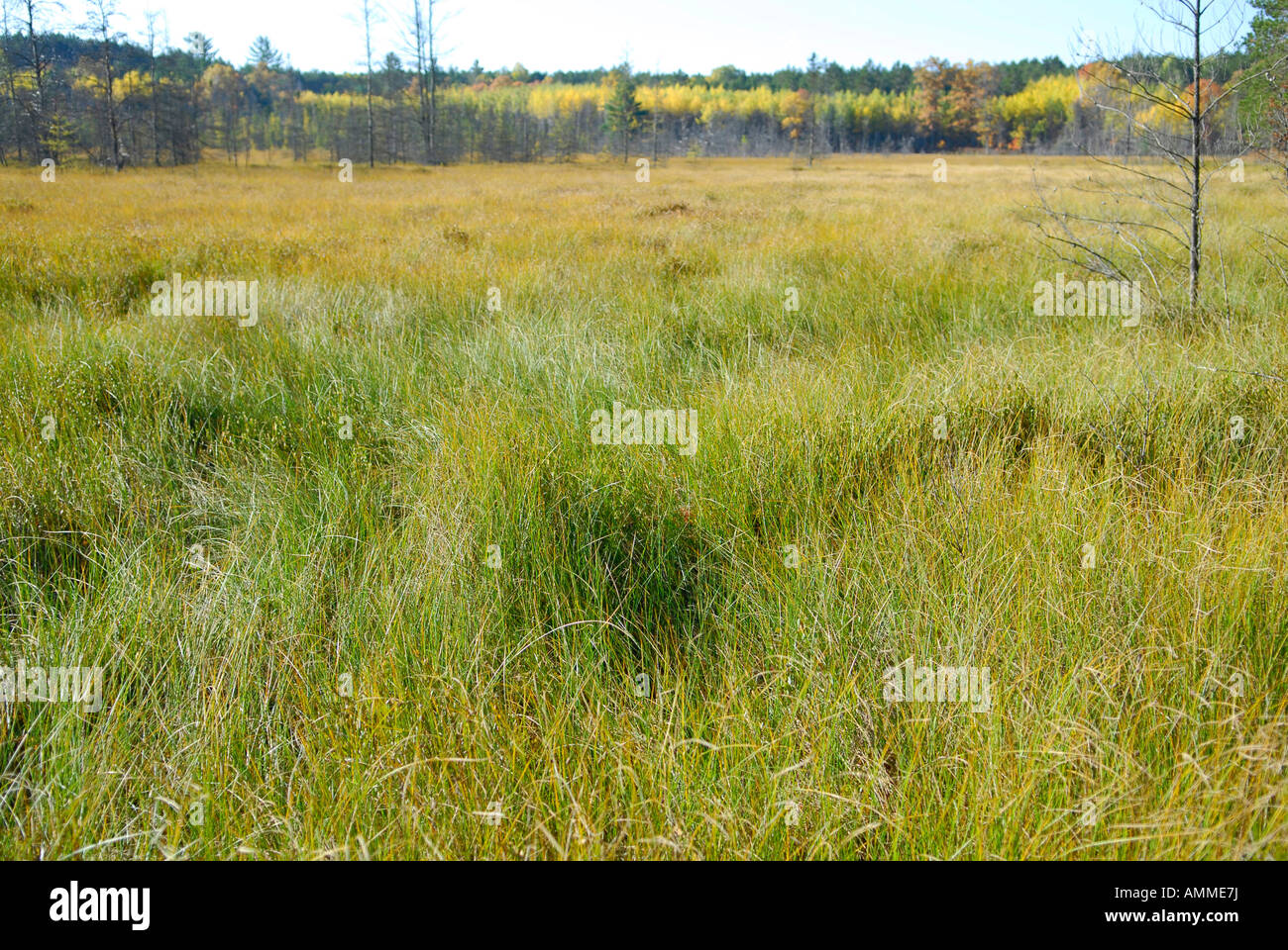 Natural grass field in a swampy bog in Manistee National Forest near ...