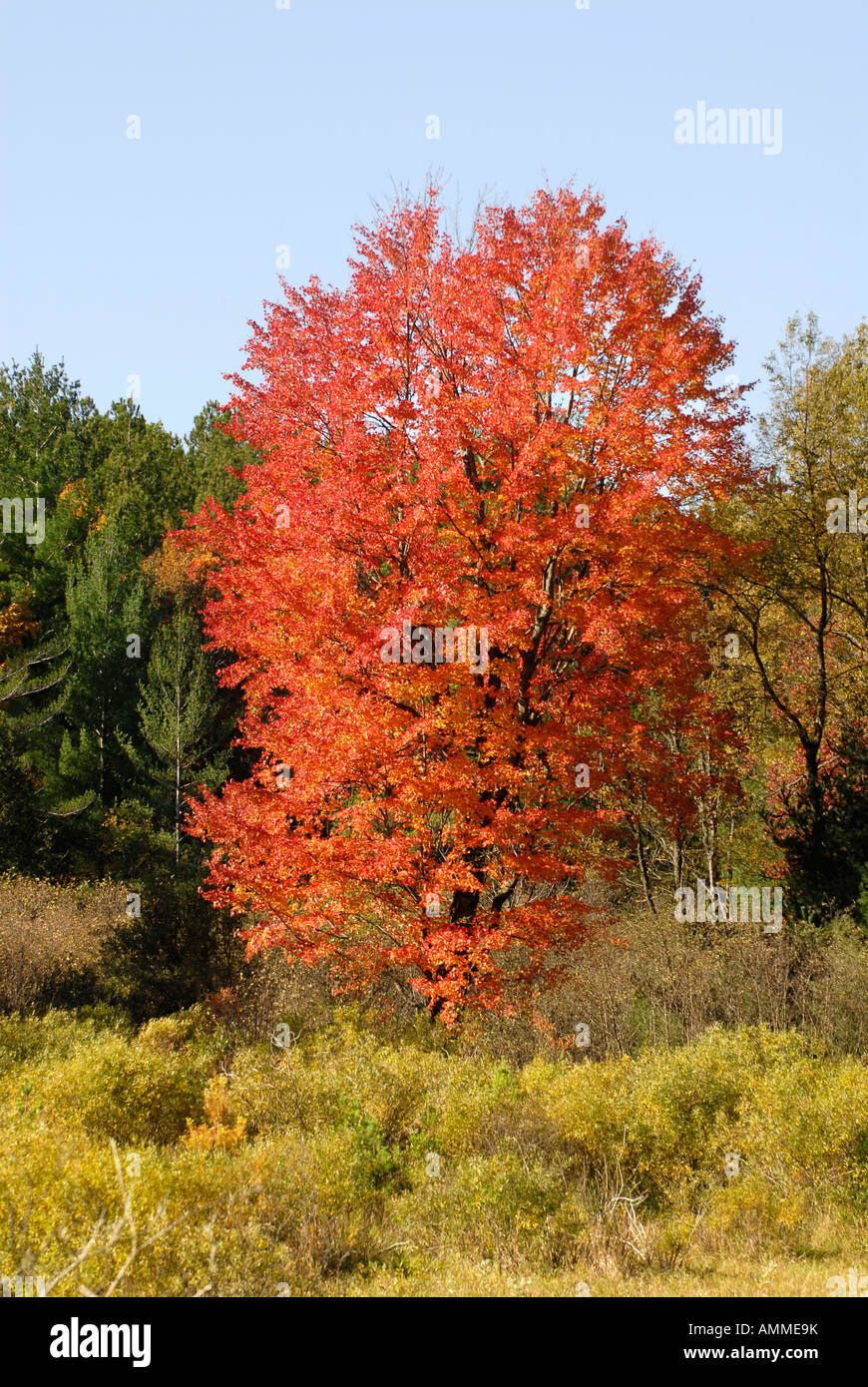 Fall colors abound as trees leaves turn to autumn colors in the ...