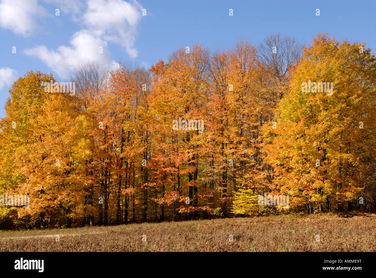 Fall colors abound as trees leaves turn to autumn colors in the Manistee National Forest near ...