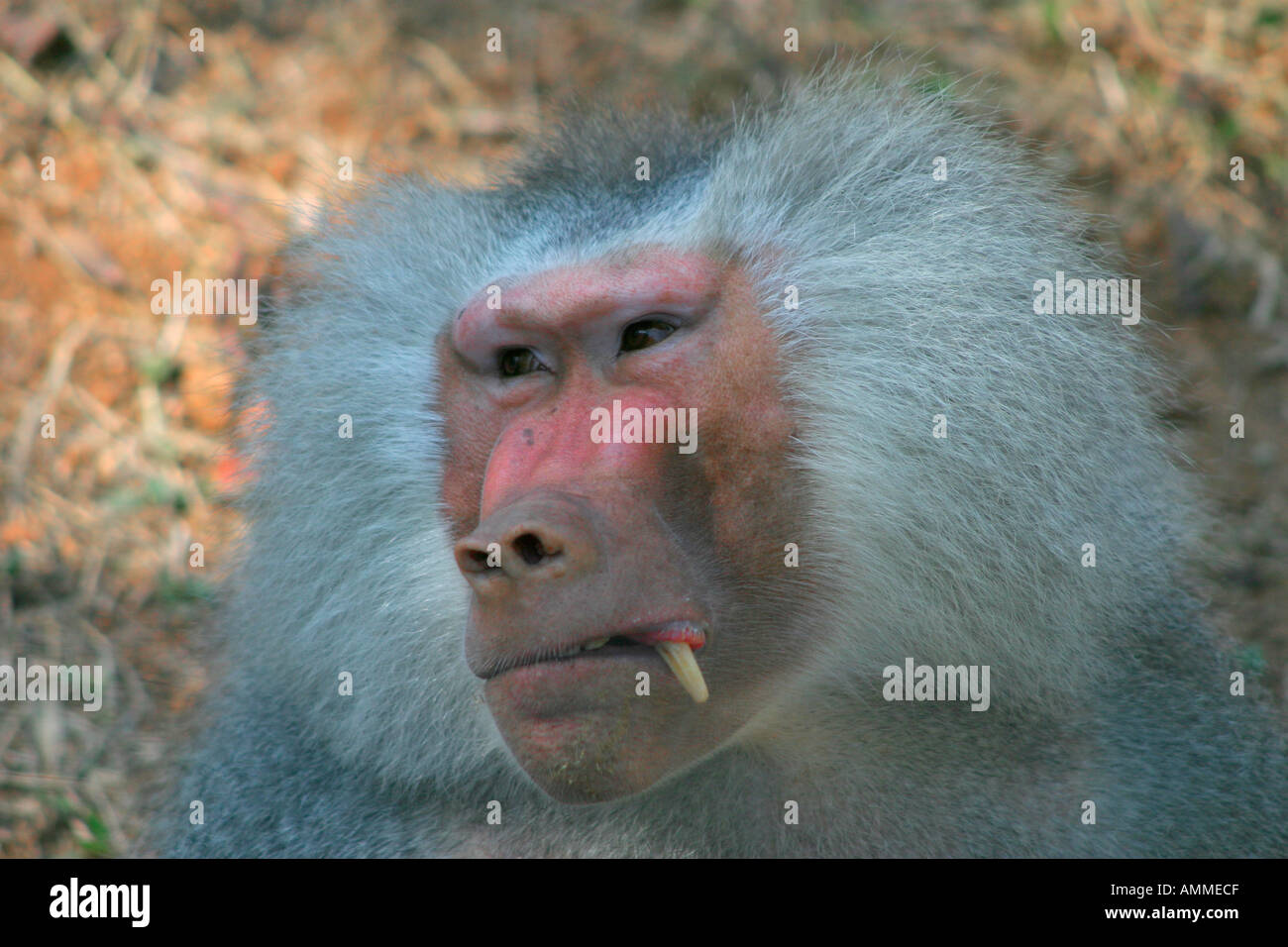 one toothed monkey Stock Photo - Alamy