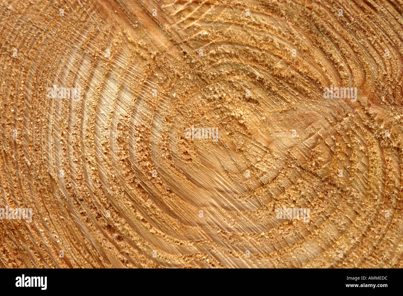 Growth rings in a log Stock Photo - Alamy
