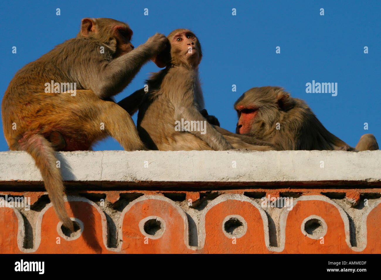 Preening monkeys hi-res stock photography and images - Alamy