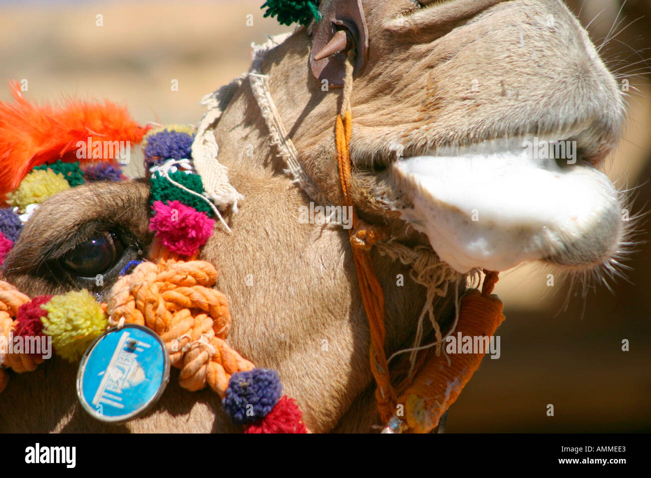 a close up of a camels head Stock Photo - Alamy