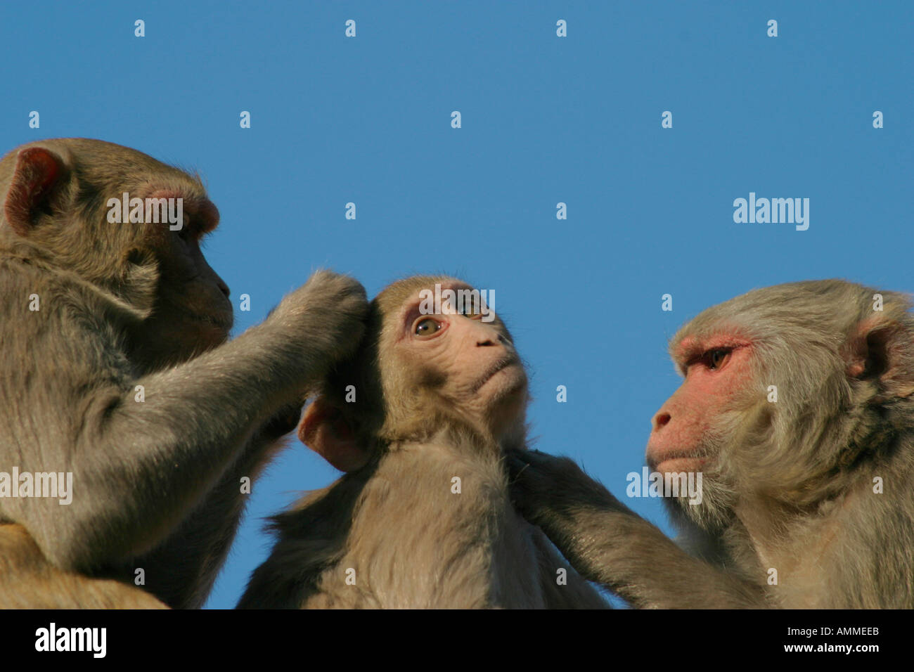preening indian monkeys Stock Photo - Alamy