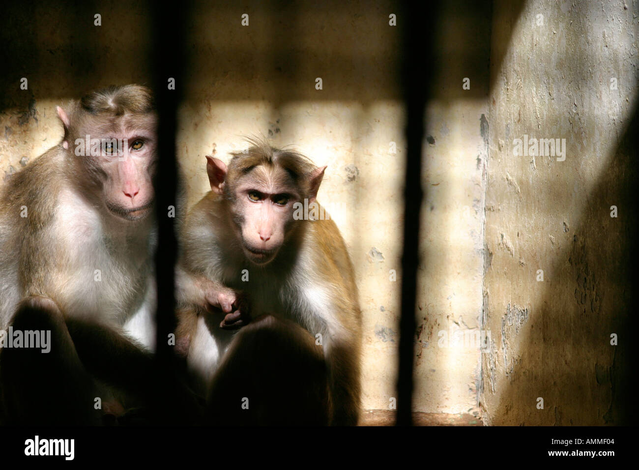two caged indian monkeys Stock Photo - Alamy