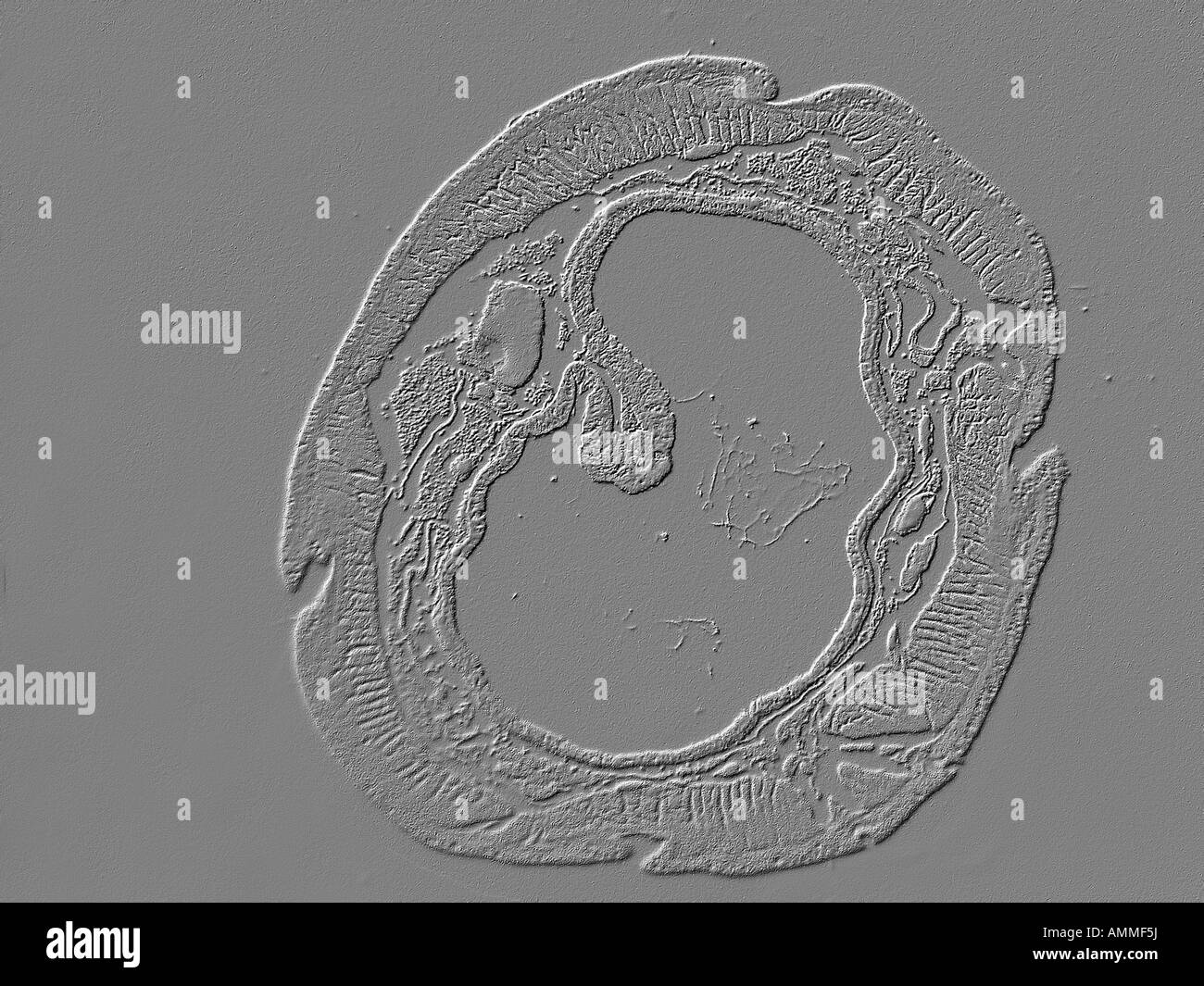earthworm cross section Stock Photo - Alamy