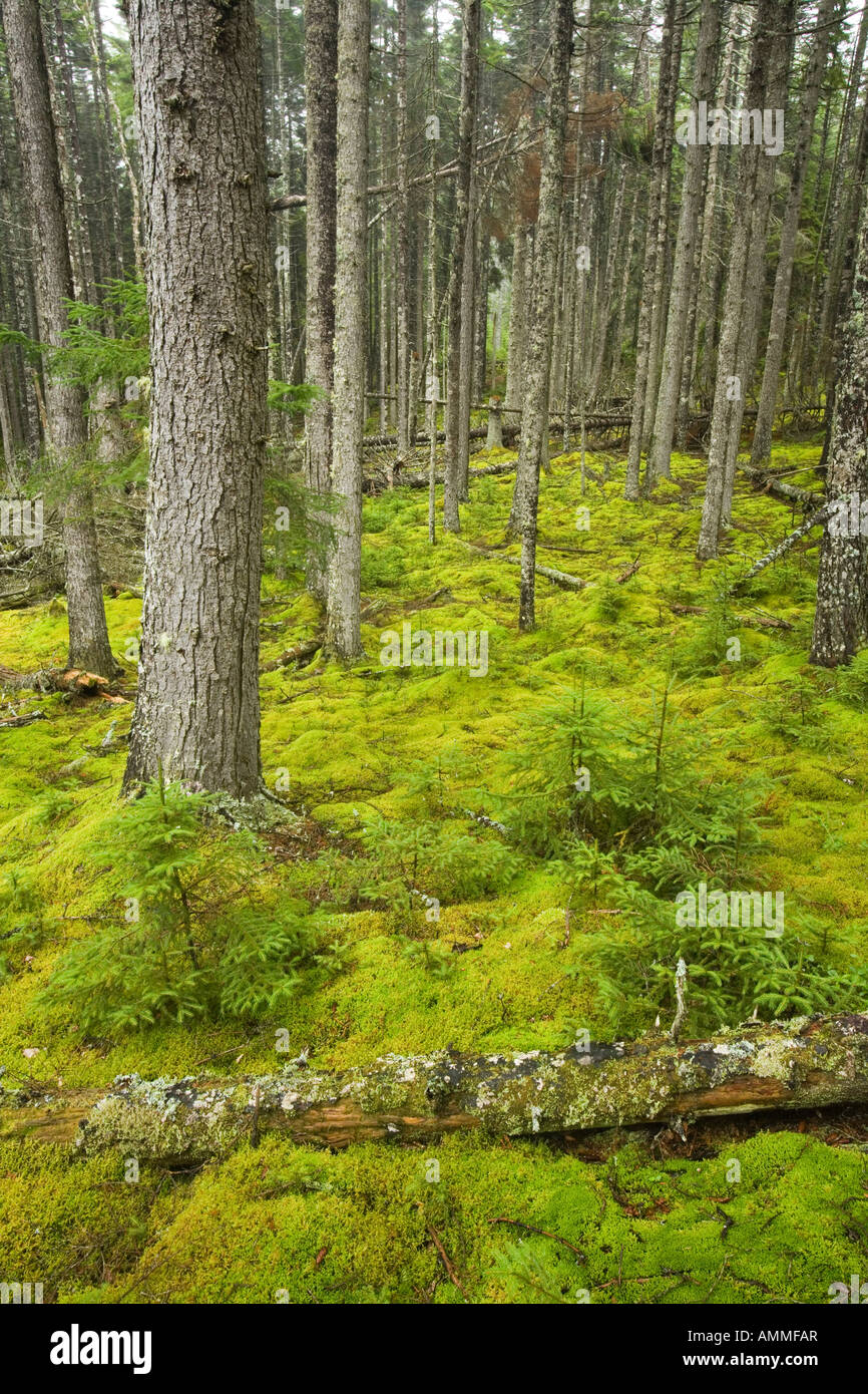 Fallen logs decay into the mossy forest floor in this old spruce forest ...
