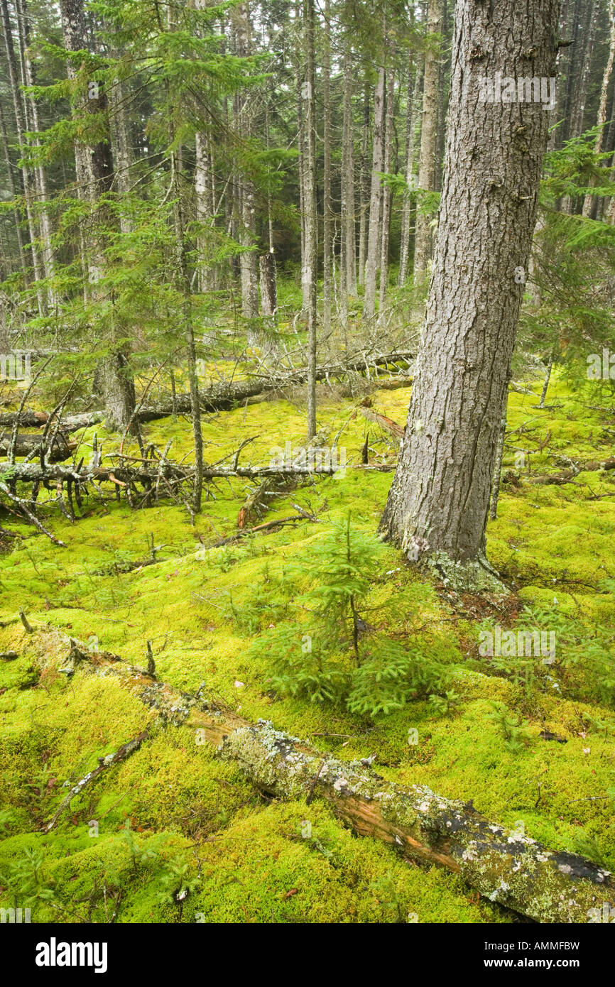 Fallen logs decay into the mossy forest floor in this old spruce forest ...