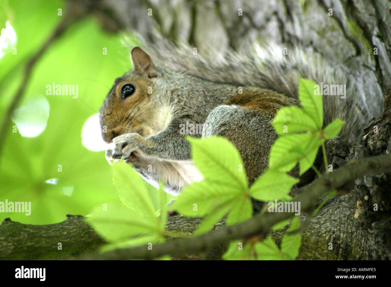 Squirrel sat in a tree hi-res stock photography and images - Alamy