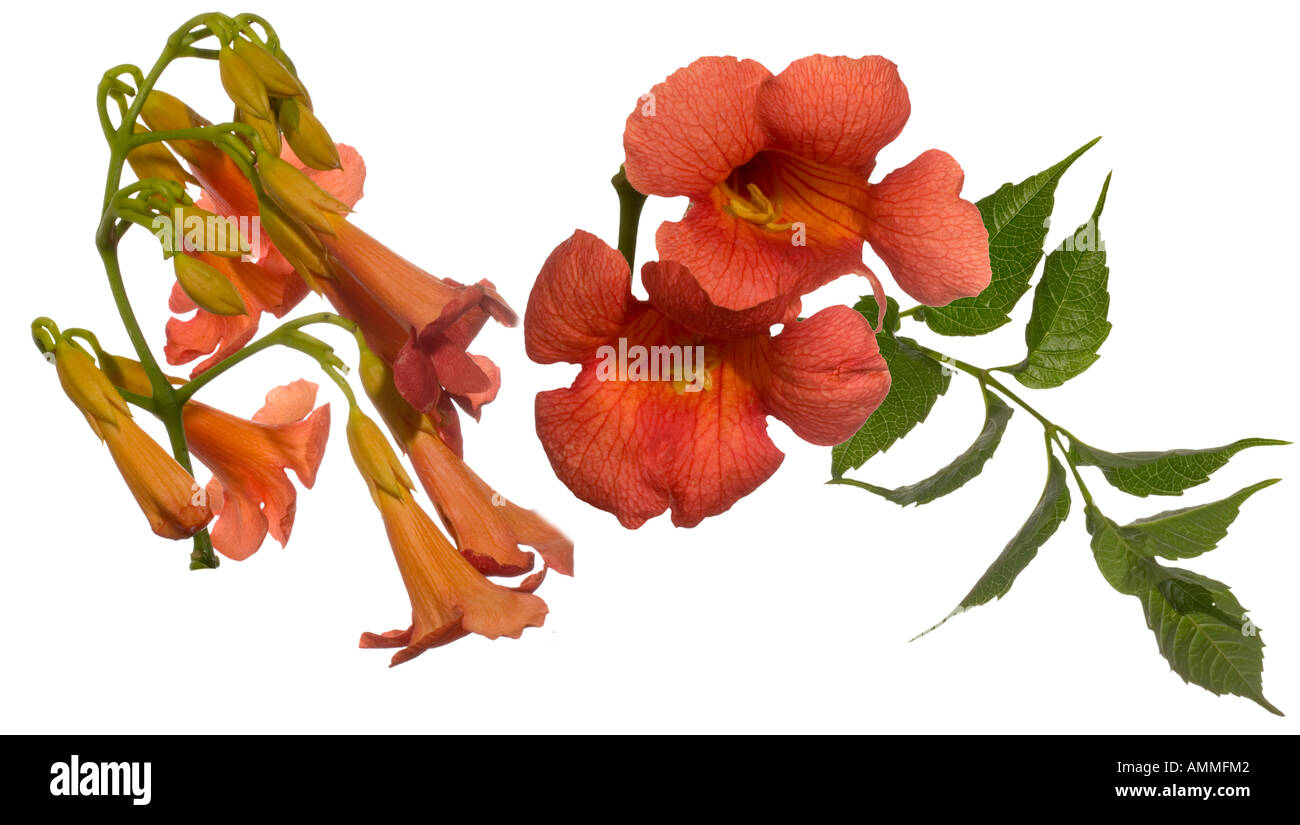Bignonia cut outs hi-res stock photography and images - Alamy