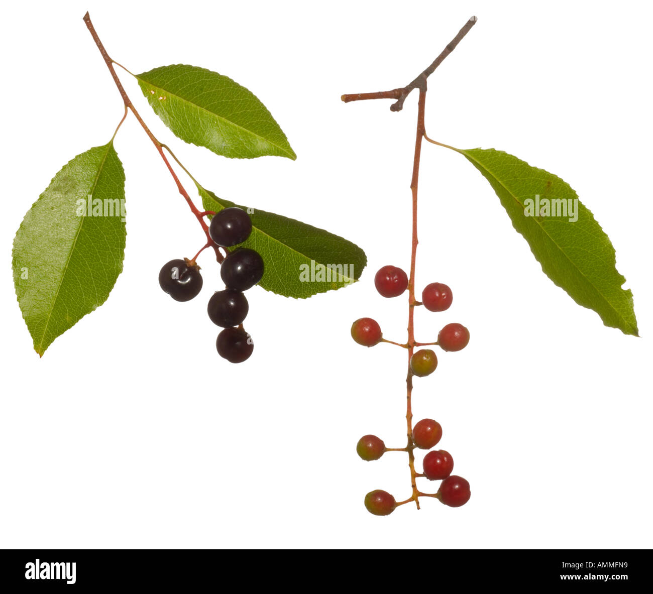 Rum cherry prunus serotina cut outs hi-res stock photography and images ...