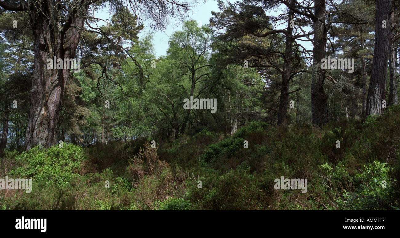 Remnant of Native Caledonian Pine Forest Black Wood of Rannock Tay ...