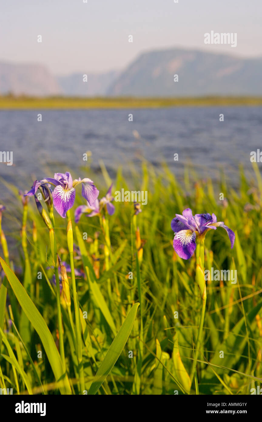 National flower of newfoundland hi-res stock photography and images - Alamy