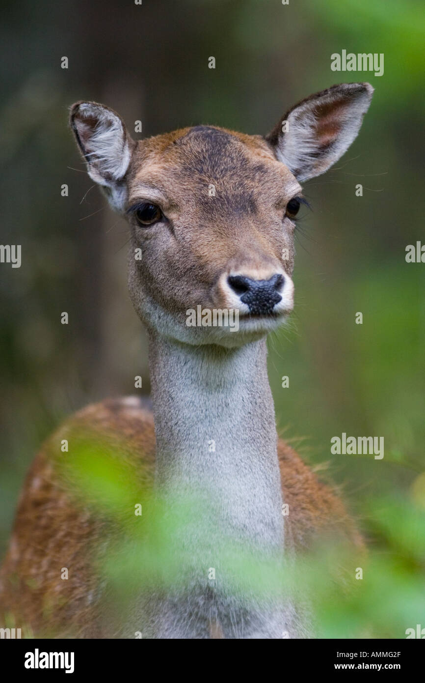 Fallow deer cow hi-res stock photography and images - Alamy