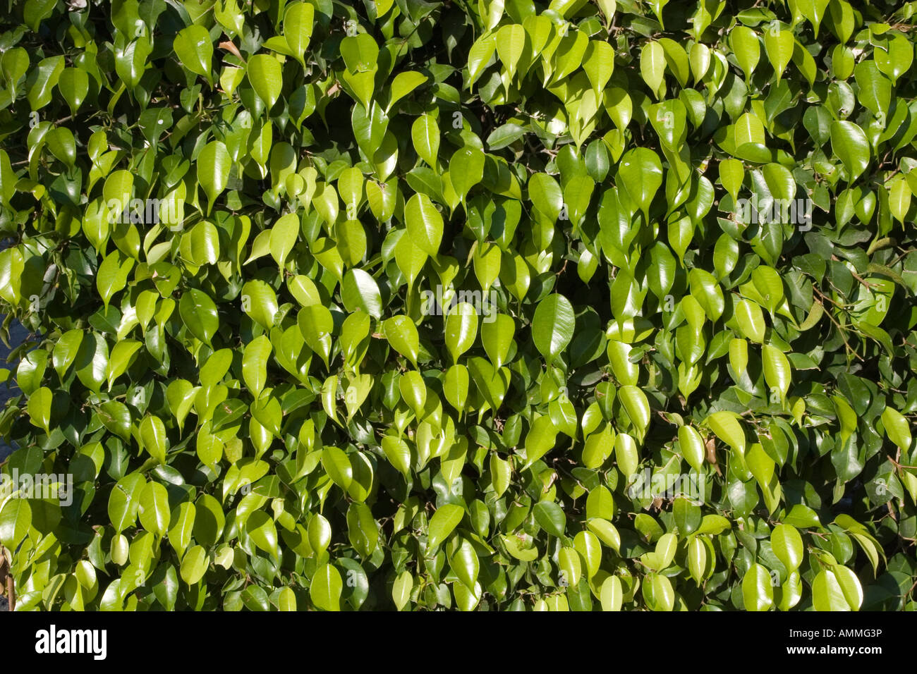 Ficus Hedge