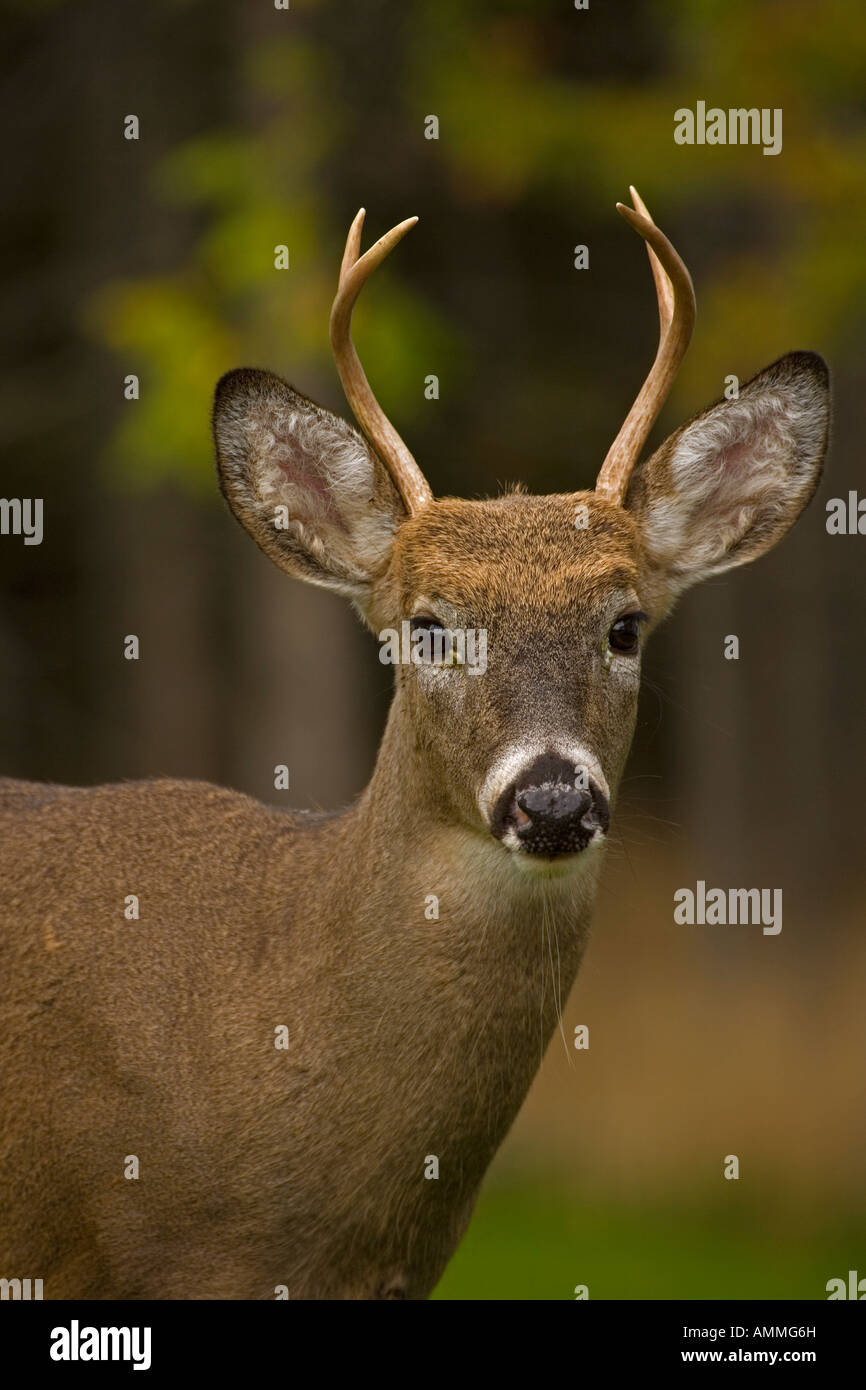 White-tailed Deer Odocoileus virginianus New York Young Buck In late ...