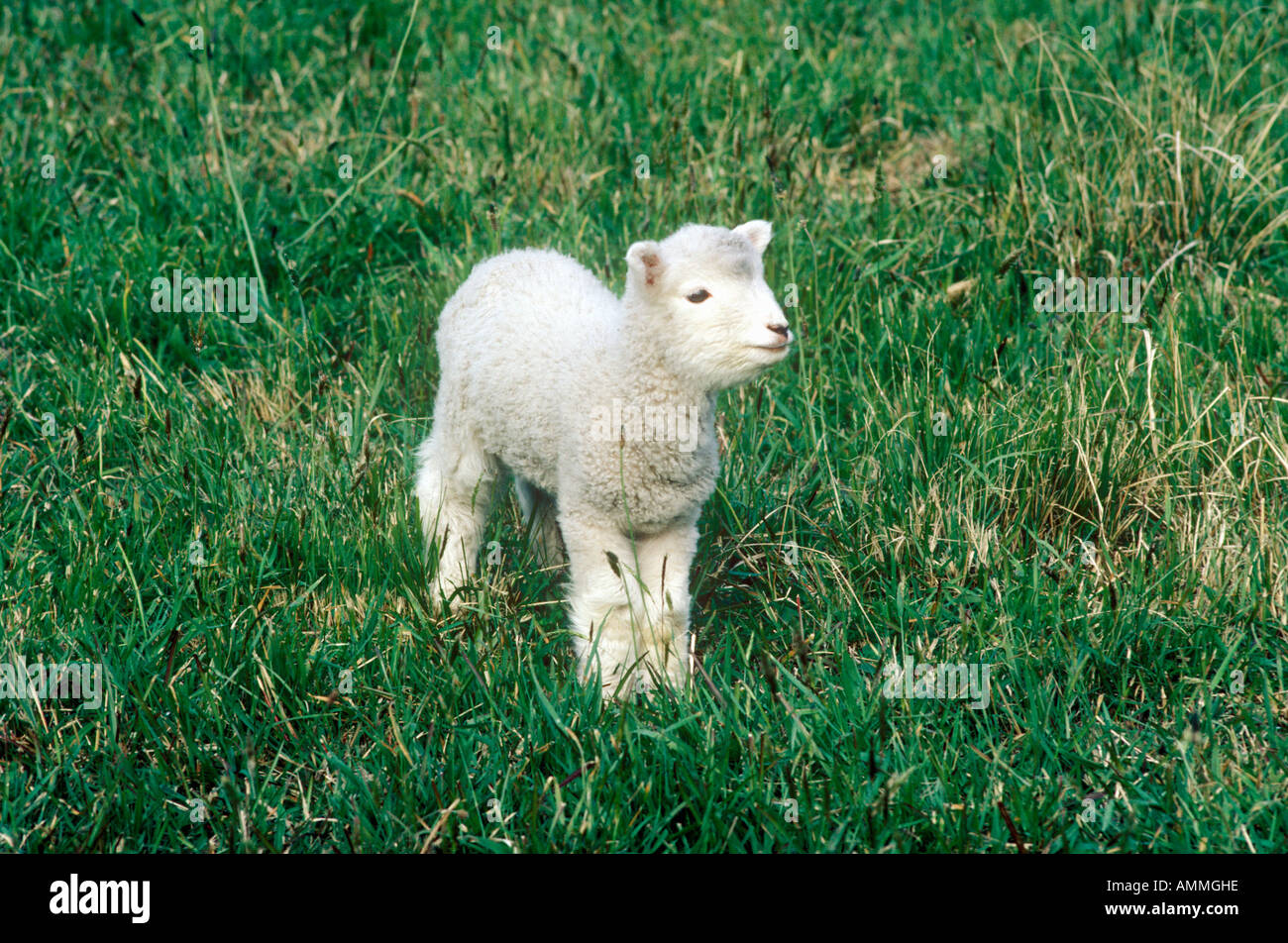 Lamb landscape hi-res stock photography and images - Alamy