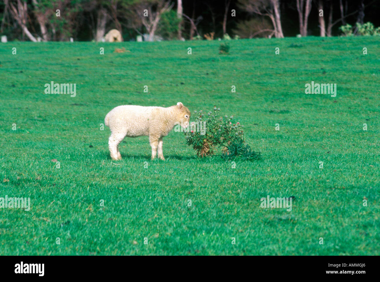 Lamb landscape hi-res stock photography and images - Alamy