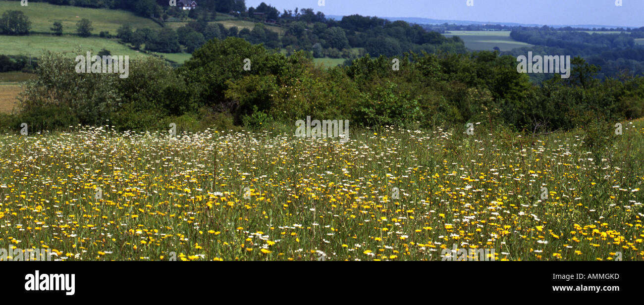 Downland Floral Panorama. Flower rich meadow at Noar Hill Nature ...