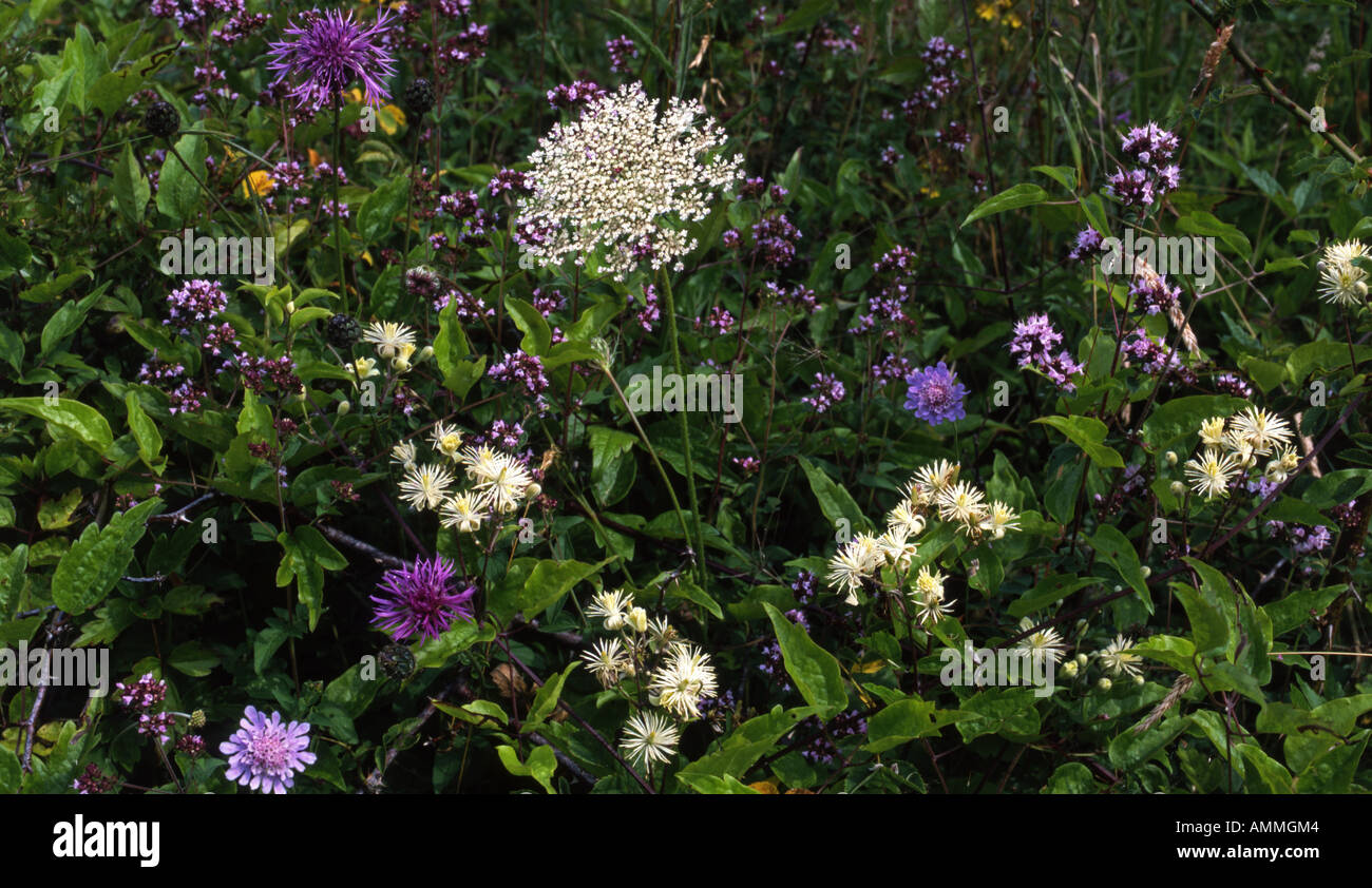 Downland flora Panorama. A rich mixture of dowland flora Noar Hill ...