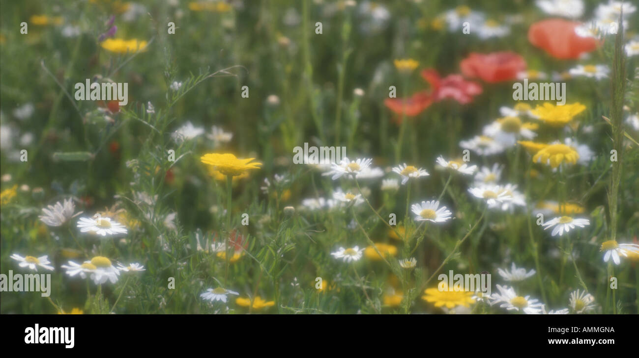 Poppy Daisy Corn Marigold in wildflower meadow. Diffused Surrey ...