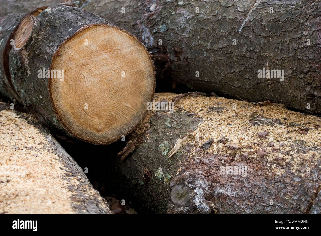 stack of felled trees Stock Photo - Alamy