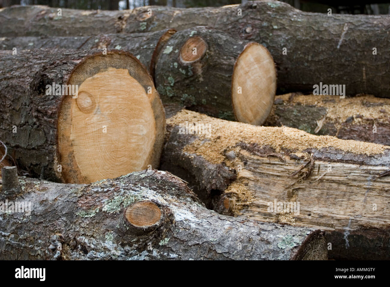 stack of felled trees Stock Photo - Alamy