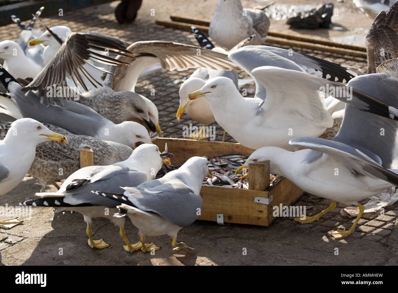 Greedy seagulls hi-res stock photography and images - Alamy