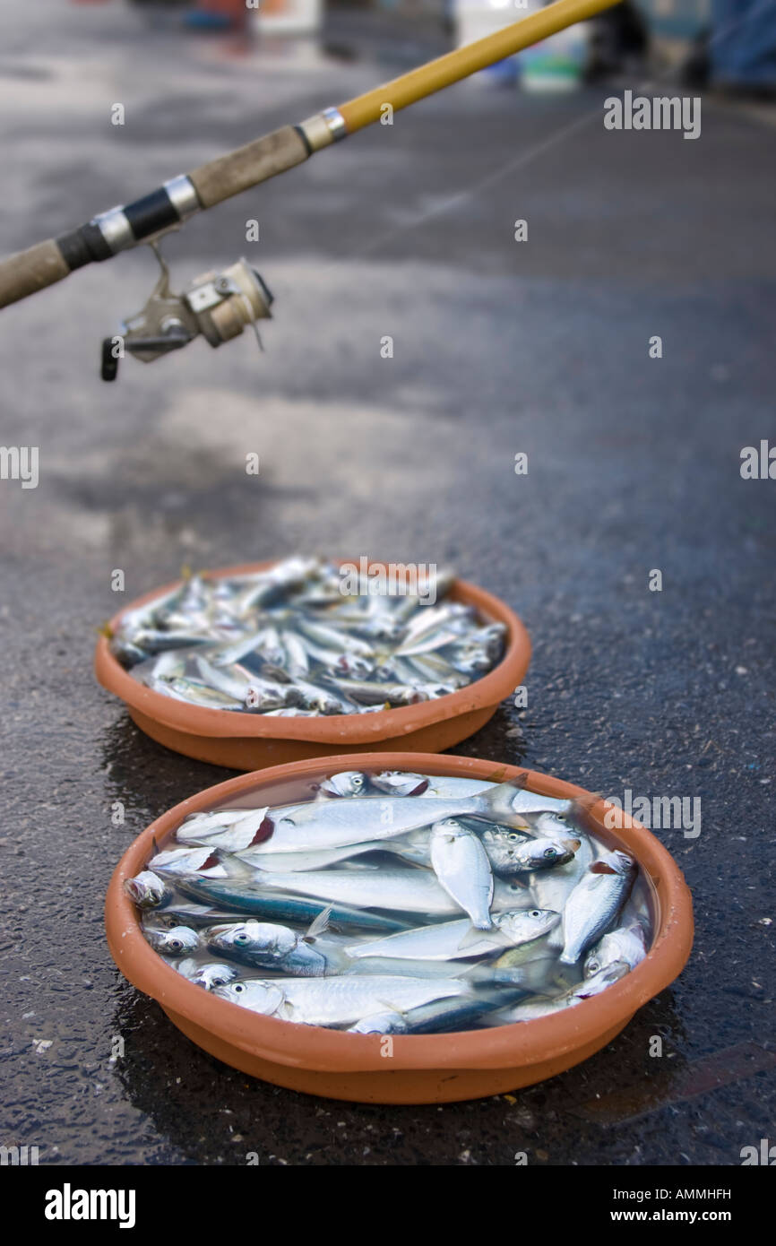 Catch of fish Galata bridge Istanbul Stock Photo - Alamy