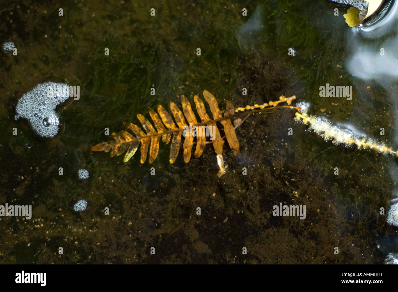 Single leaf floating in unpolluted River Dart in Dartmoor National Park ...