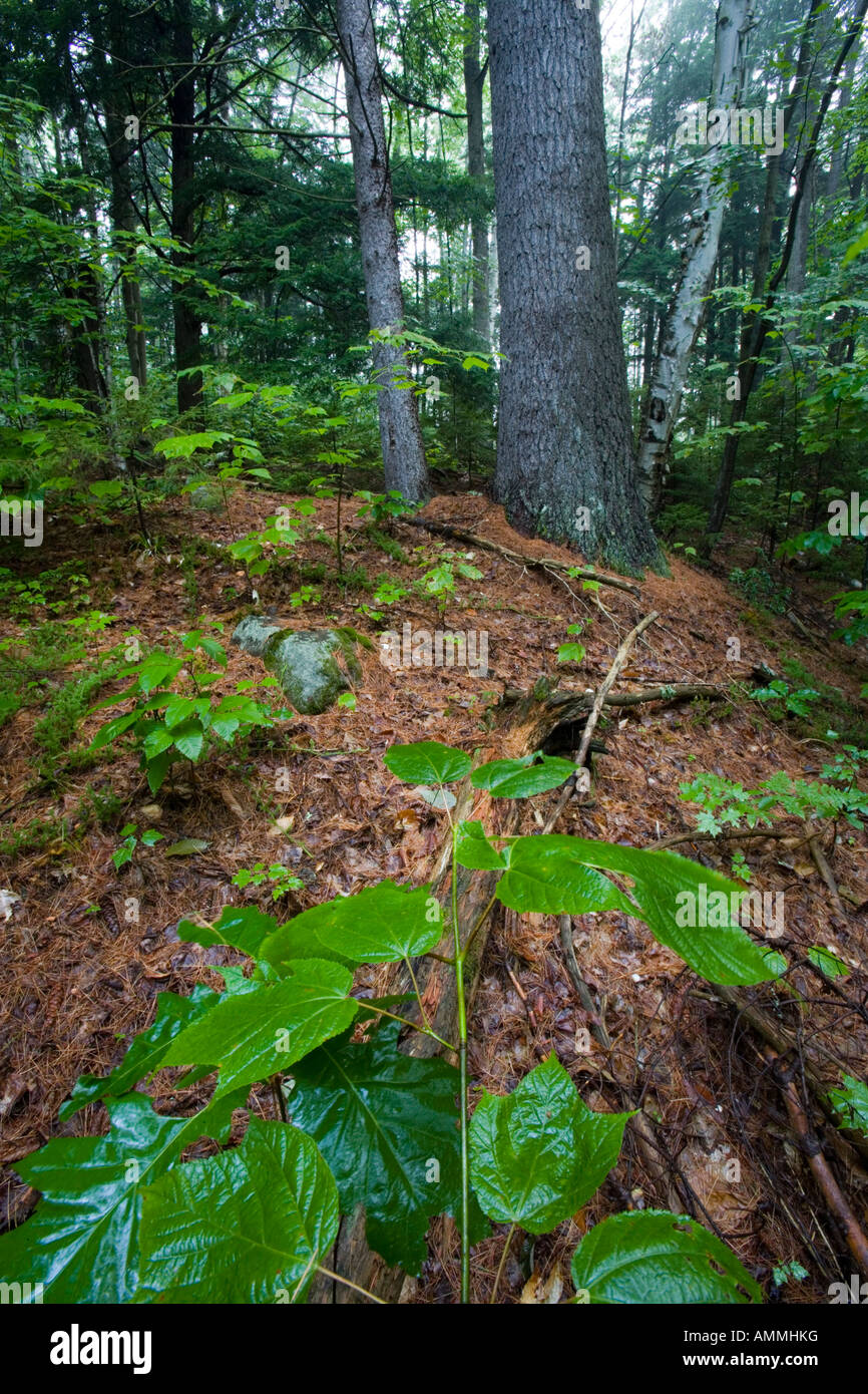 Hubbard brook hi-res stock photography and images - Alamy