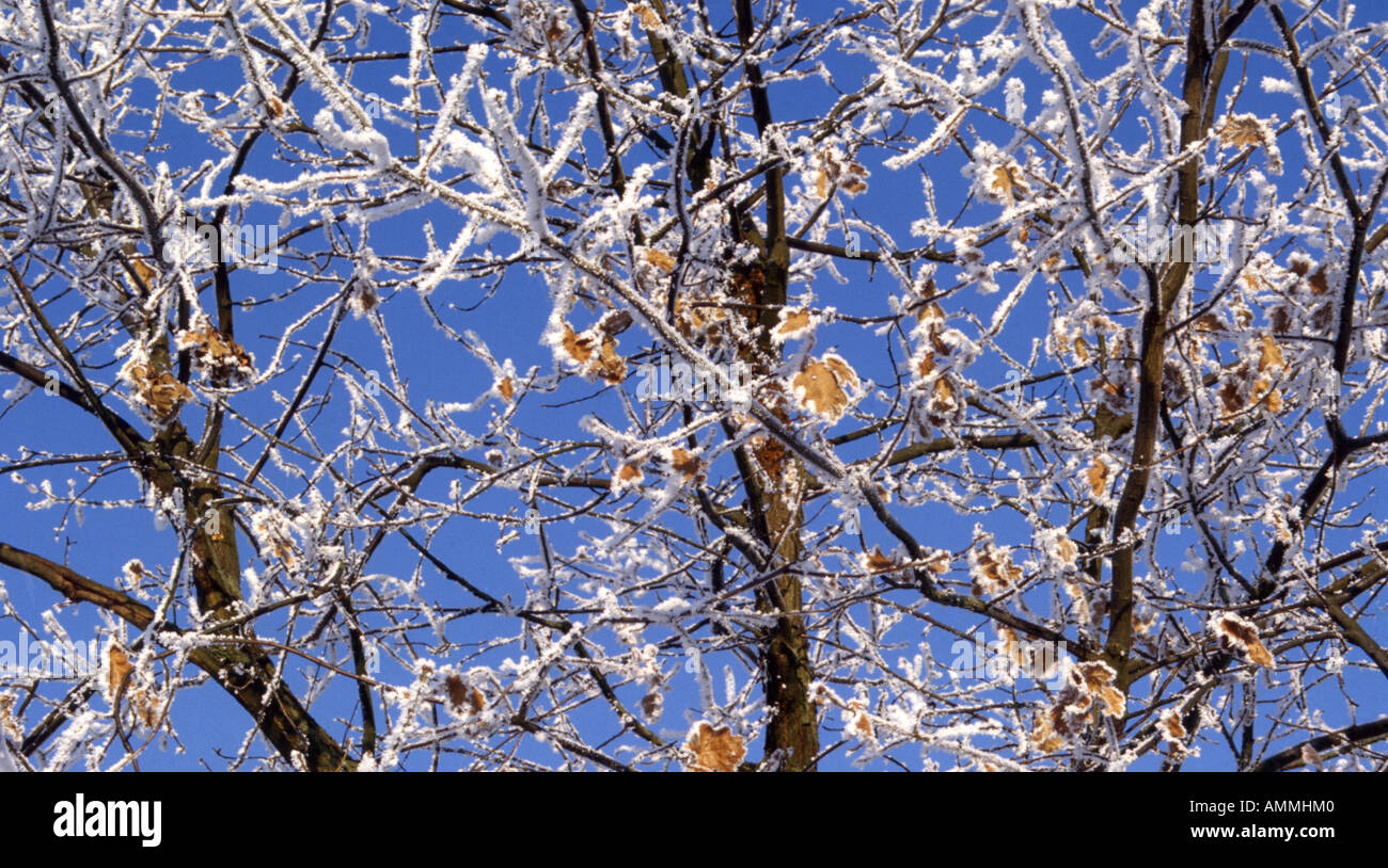 Heavy hoar frost of tracery of oak branches Surrey Winter Stock Photo ...