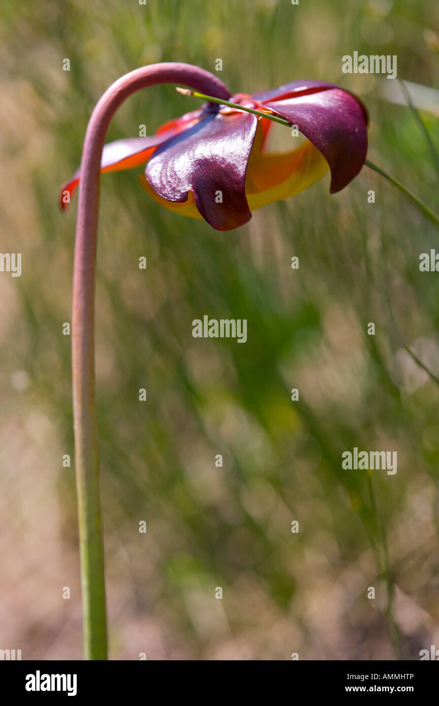Pitcher plant flower canada hi-res stock photography and images - Alamy