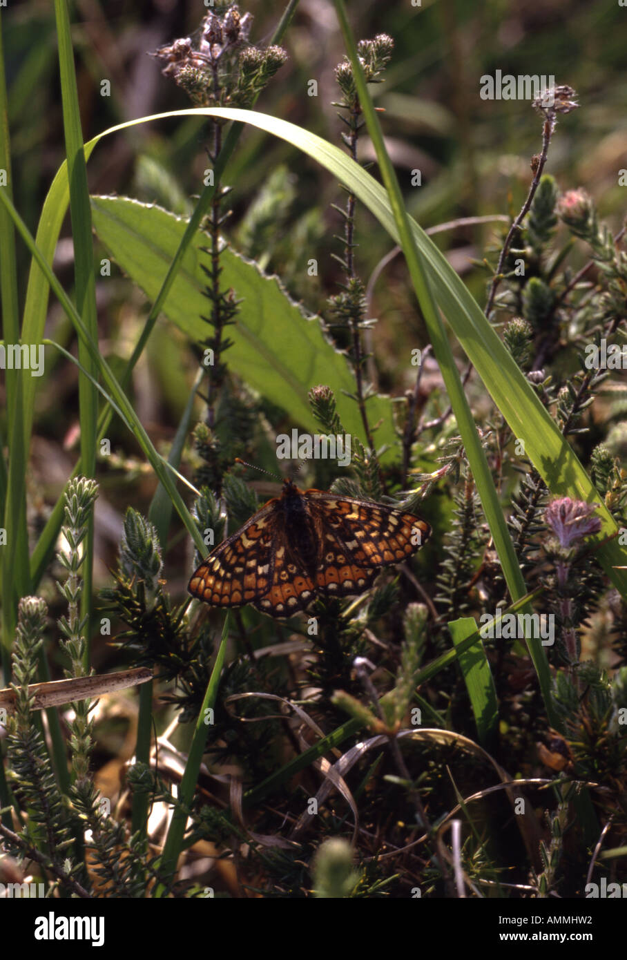 Marsh Fritillary Basking in heathland habitat Hampshire England Stock ...