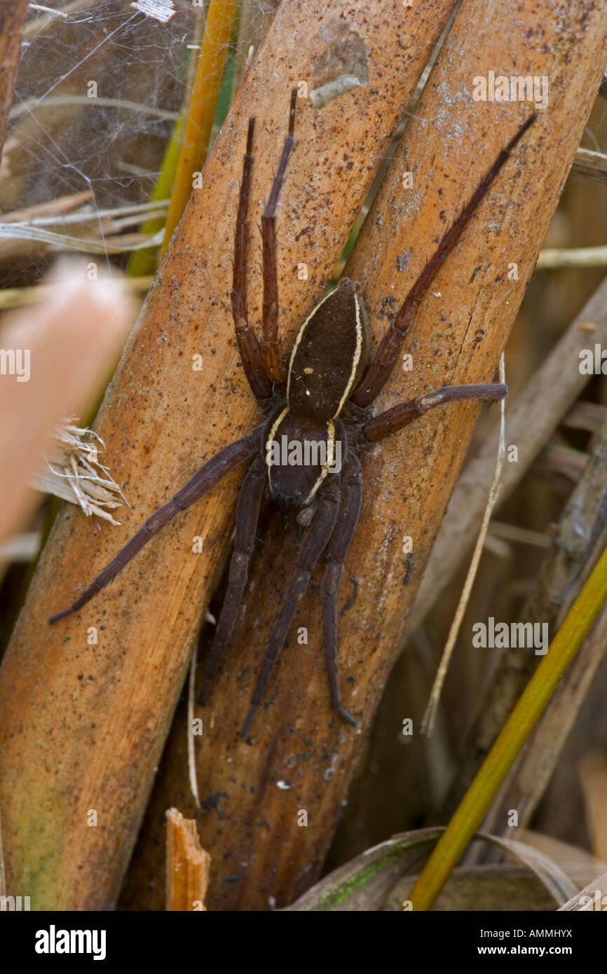 Fen Raft Spider (Dolomedes plantarius) Endangered Species Stock Photo ...