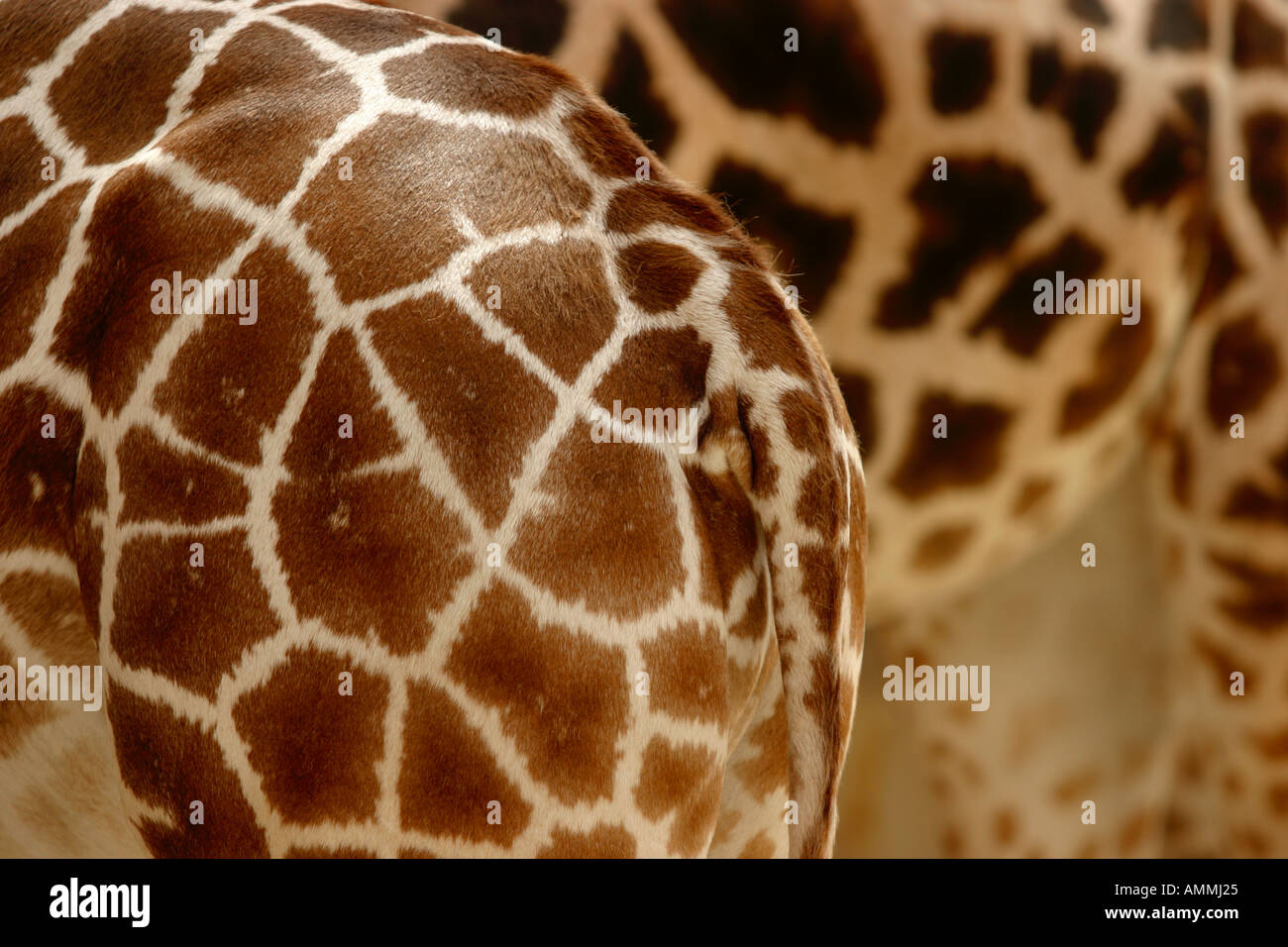 Giraffe tails hi-res stock photography and images - Alamy