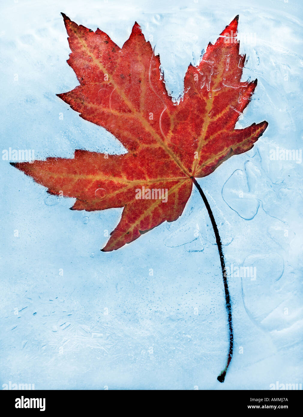 Red Maple Leaf encased in Ice Stock Photo - Alamy