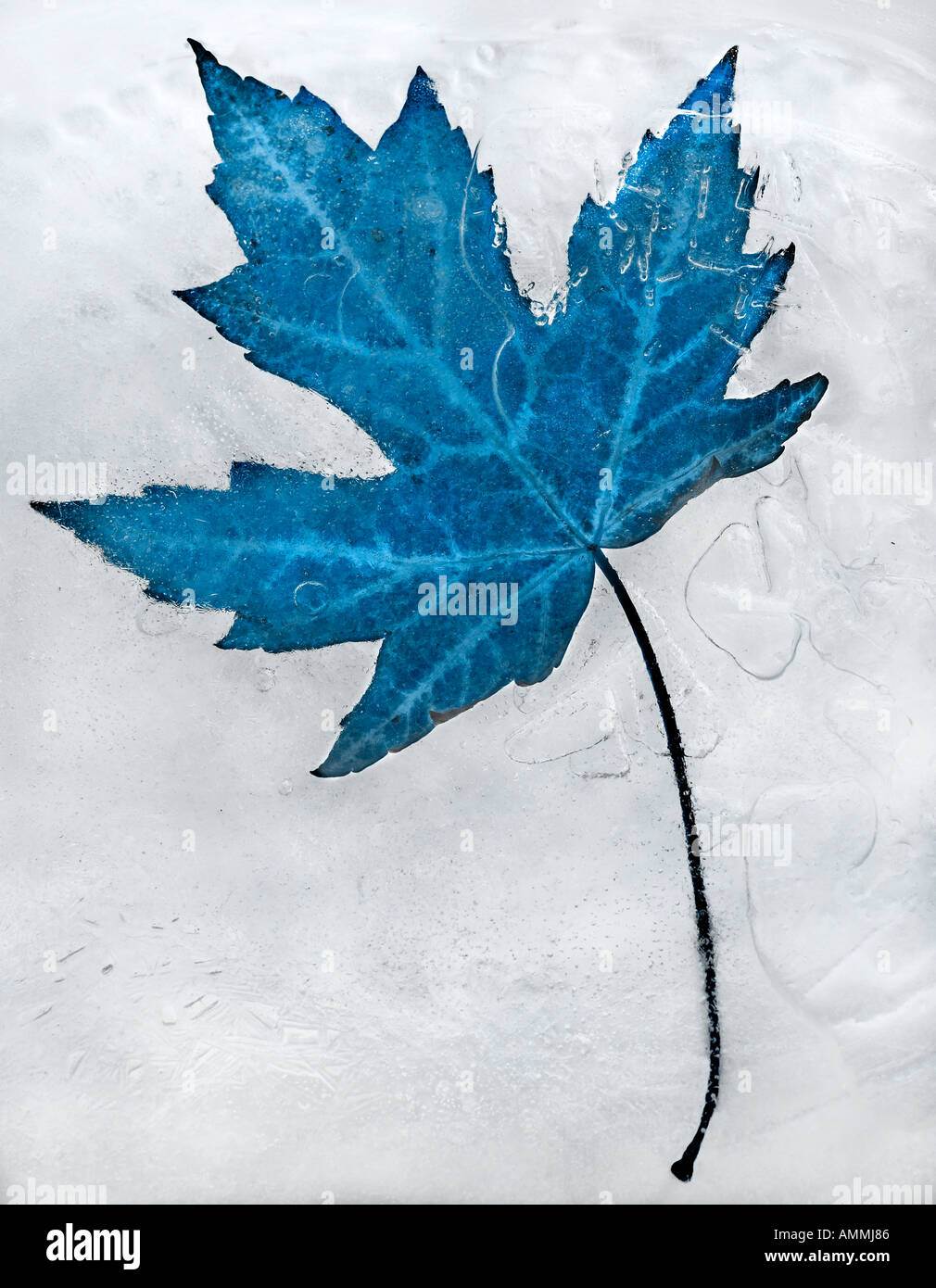 Maple Leaf In Ice Stock Photo - Alamy