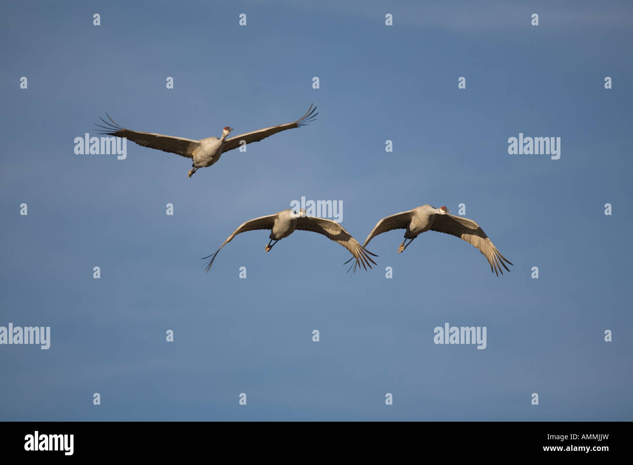 Three Sandhill Cranes flying in blue sky Stock Photo - Alamy