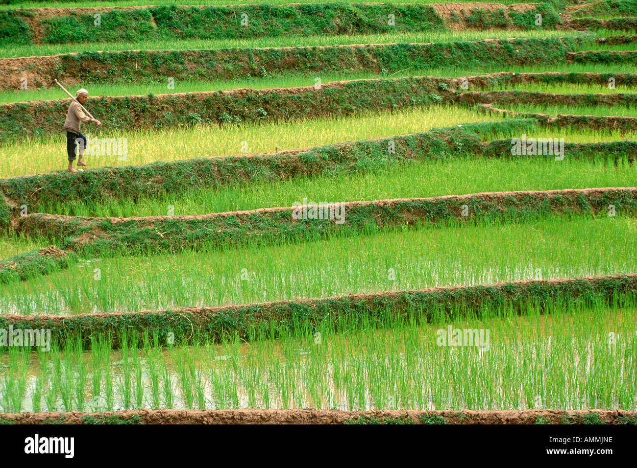Terraced rice paddies in Kunming People s Republic of China Stock Photo ...