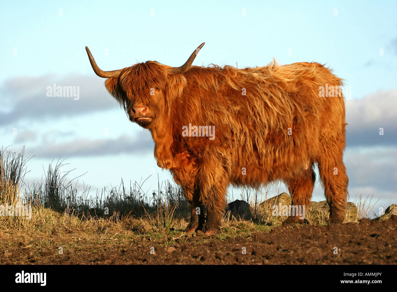 Highland Cow in field Stock Photo - Alamy