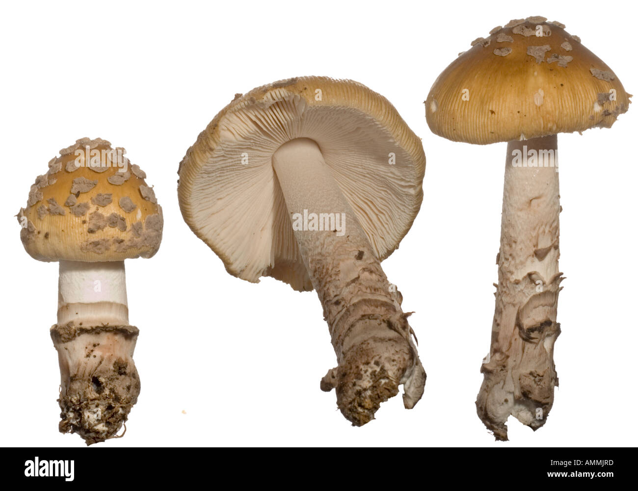 Snakeskin grisette fungi High Resolution Stock Photography and Images ...