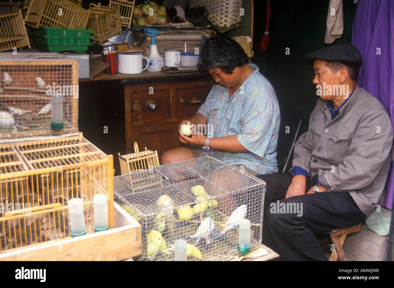 Parakeets for sale hi-res stock photography and images - Alamy