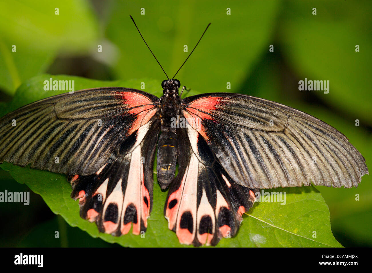Newfoundland Insectarium and Butterfly Pavilion near Deer Lake ...